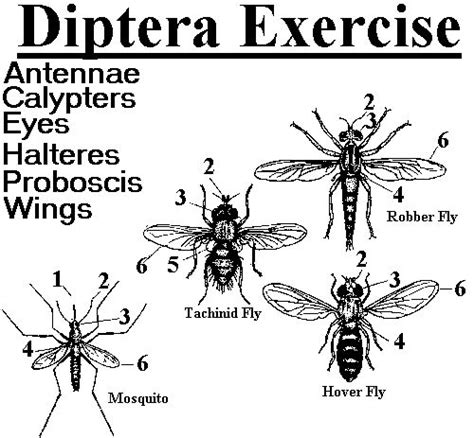 Image From Agentomologyythfacts4hunit3dipterex Diptera Order