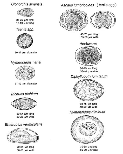 Helminth Eggs Small And Medium Size Parasite Diagnosis