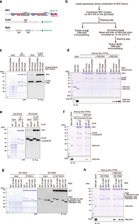 The Rqt Complex Interacts With The K63 Linked Ubiquitin Chain Via Two