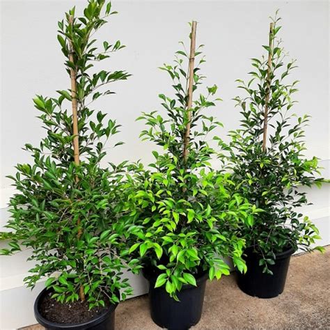 Acmena Smithii Sublime Lilly Pilly