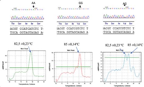 Sybr Green I Based Real Time Pcr Analysis For The Detection Of Snp And