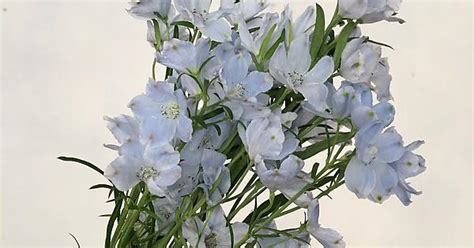 Mini Delphinium Album On Imgur