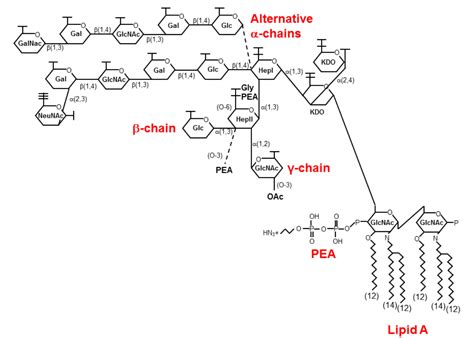 Figure 1 From Structure Function Relationships Of The Neisserial Epta