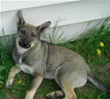 Coydog Information And Pictures