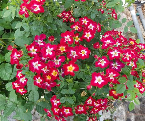 Rosier Everglow Ruby