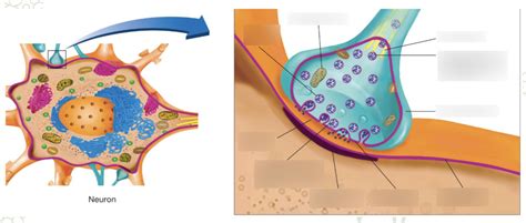 Synaptic Vesicles Diagram Quizlet