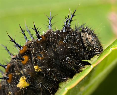 Black Spiked Caterpillar I Found This Fella Inching Along Flickr