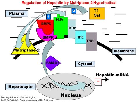Ppt Insights On Hepcidin Regulation In Various Disorders Powerpoint