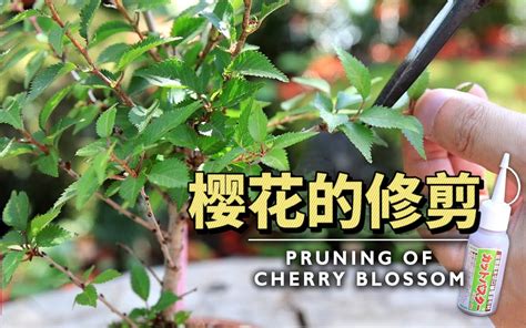 不甘 弦子and小乐哥王唯乐 你让我独自斟满这碗红尘的酒 借来晚风 Bilibilib站无水印视频解析——yiuios易柚斯