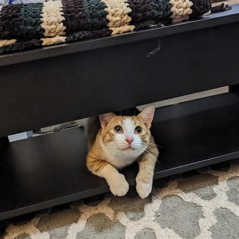 Mobey Has Such A Nice Smile R Oneorangebraincell