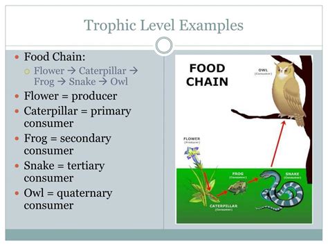 Ppt Chapter 2 Principles Of Ecology Powerpoint Presentation Free