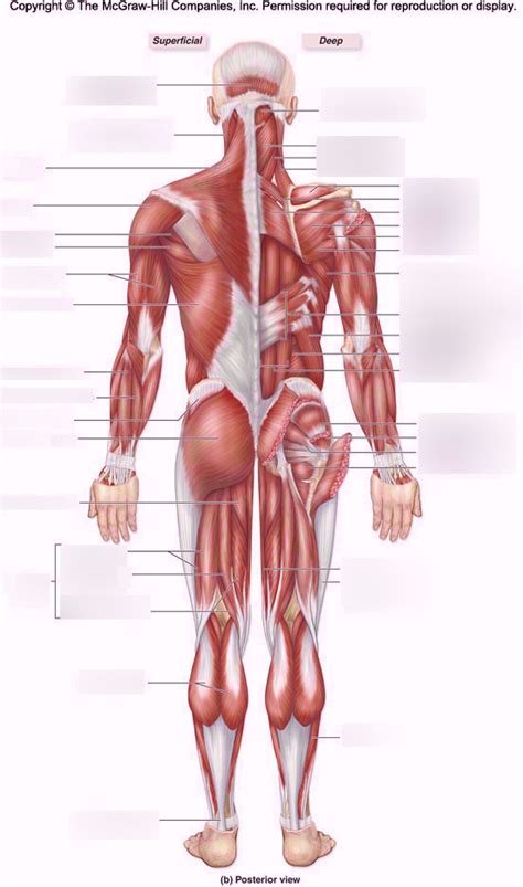 Lab 5 Posterior Muscles Diagram Diagram Quizlet