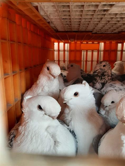 Von 40 Tauben Auf Vier Tier Natur Und Artenschutz Siebengebirge E V