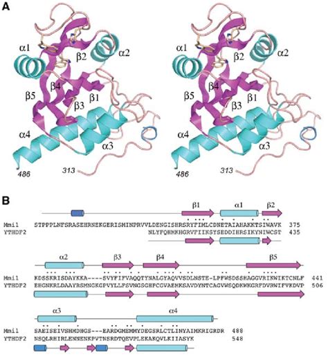 Structure Of The Mmi1 Yth Domain A Stereo View Of The Tertiary