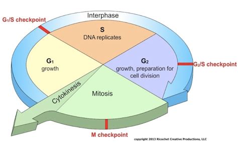 Biology Final Diagram Quizlet