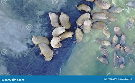 Walruses Pinniped Mammals In Water Of Arctic Ocean Aero View On New