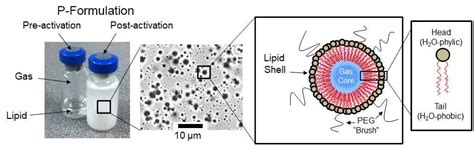Vesselvue Microbubble Contrast Agent Revvity