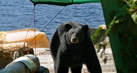 Do They Make Bear Proof Tents Getaway Couple