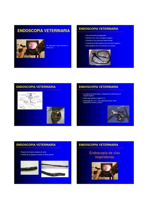 Endoscopia En Veterinaria Diagnóstico Avanzado Pdf Endoscopia