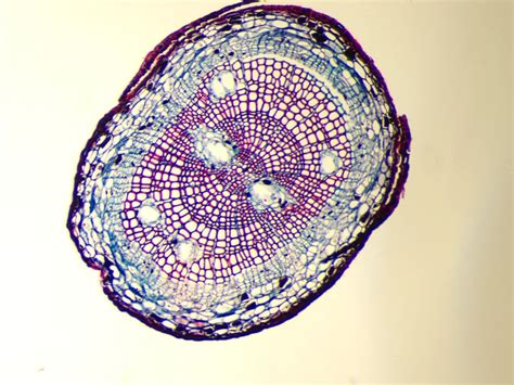Nikon Eclipse Te2000 S Inverted Brightfield Phase Contrast Microscope