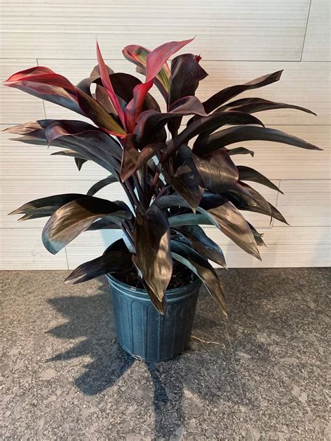 Ruby Cordyline Plant Ti Plant Live Plant In A 6 Inch Growers Pot