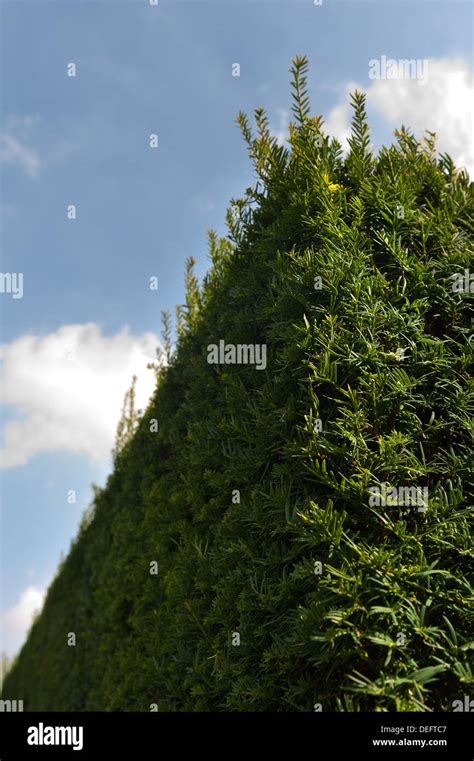 Neatly Cut Sheared Yew Tree Mature Hedge Corner Straight As A Plumb Bob