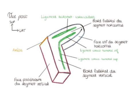 Scapula Processus Coracoïde Cartes Quizlet