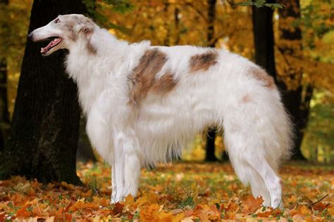 How Much Do Borzoi Puppies Cost How Much Do Borzoi Puppies Cost