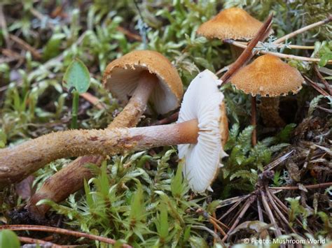 Cystoderma Amianthinum Mushroom World