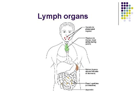 Human Anatomy And Physiology Lymphatic System Components L