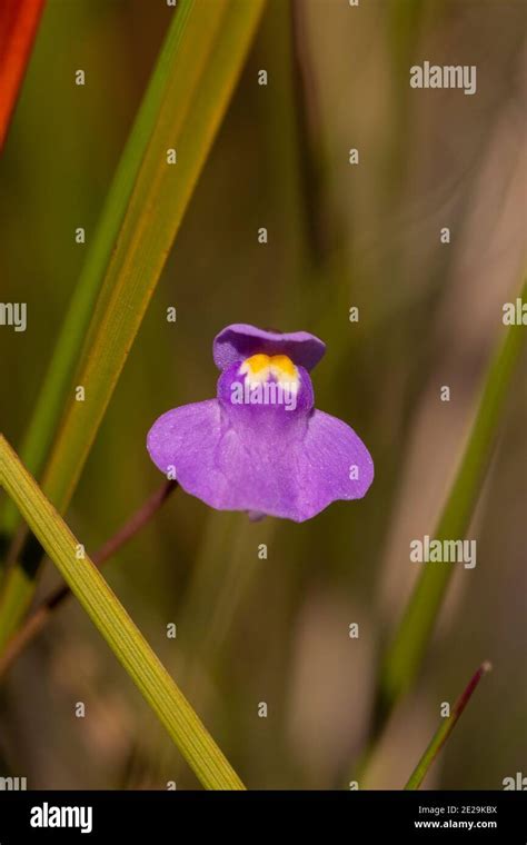 The Small Flower Of The Bladderwort Utricularia Tricolor In The Serra
