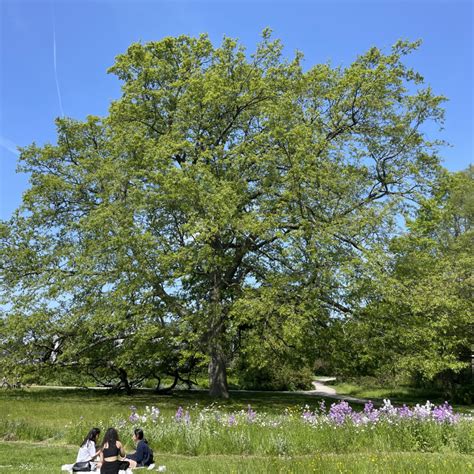 Tree Preservation Orders Reading Ascot Bracknell Maidenhead