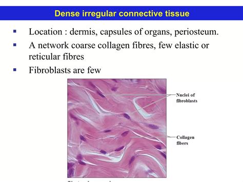 Connective Tissue Pdf