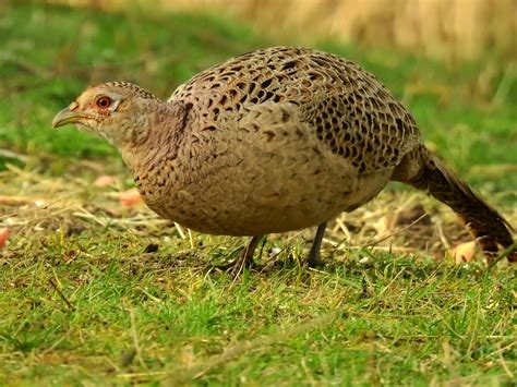 20 000 Free Female Pheasant And Pheasant Images Pixabay