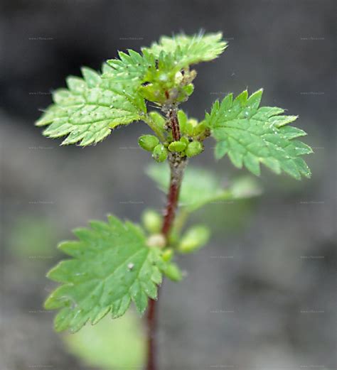 Phylogenetic Tree Kleine Brennnessel Urtica Urens L