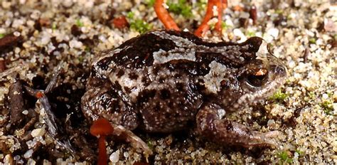 Crawling Toadlet Western Australian Museum