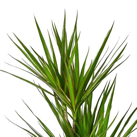 Dracaena Marginata Multi Stem Dragon Plant Floranza International