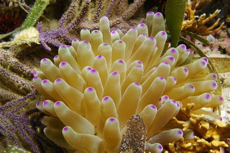 8 Easy Types Of Anemones For Your Saltwater Aquarium