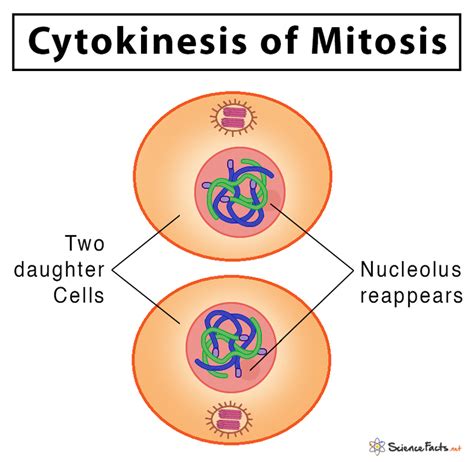 Mitosis Definition Stages And Purpose With Diagram