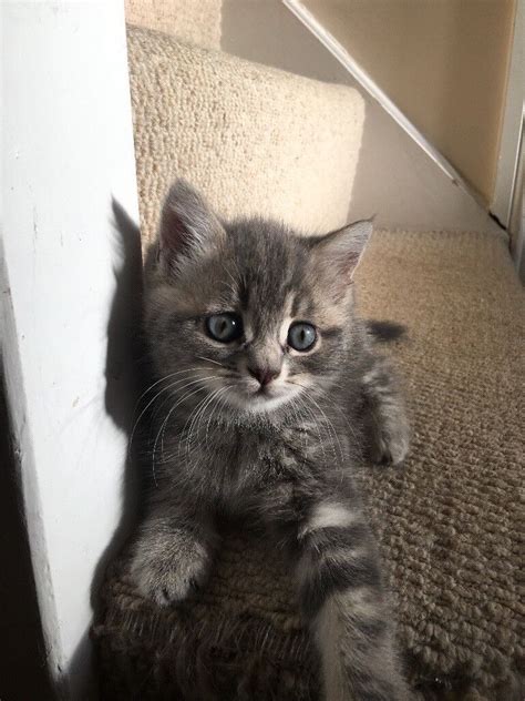 4 X Half Persian Kittens In Stowmarket Suffolk Gumtree