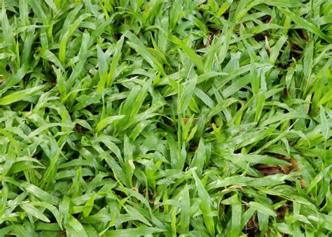 Broadleaf Carpetgrass Lawn Guide Myhometurf