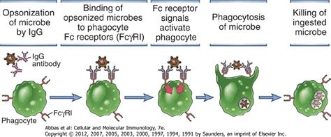 Function Of Antibodies Immunoglobulins • Microbe Online