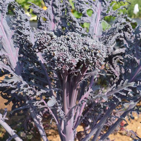 Organic Purple Peacock Broccoli La Boite à Grains