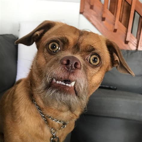 Bacon The Dog Instagram Chihuahua Mix With Expressive Face People