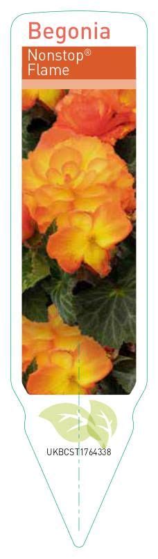 Begonia Nonstop® Flame