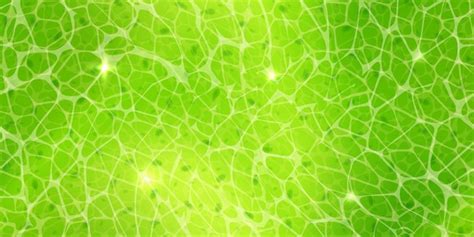 Premium Vector Green Plant Cells With Nuclears Texture Under A