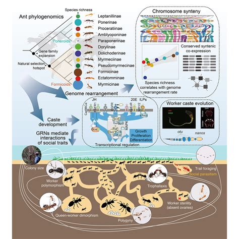 Adaptive Radiation And Social Evolution Of The Ants Cell