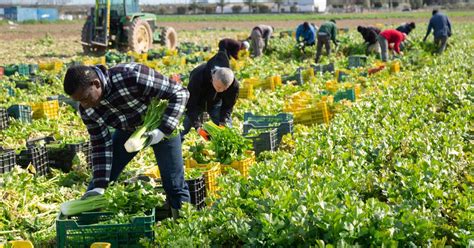 How Erp Transforms Agriculture Supply Chain Management