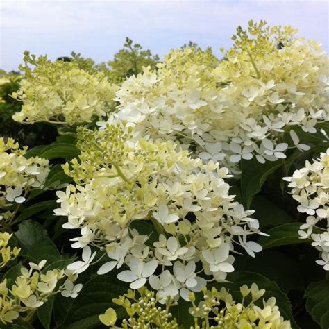 Hydrangea Paniculata Phantom From Nvk Nurseries