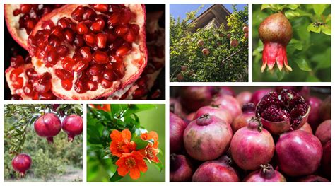 Balkan Ecology Project Just Pomegranate The Essential Guide To